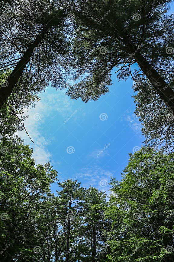 Trees Hole stock image. Image of nature, environment - 32239045