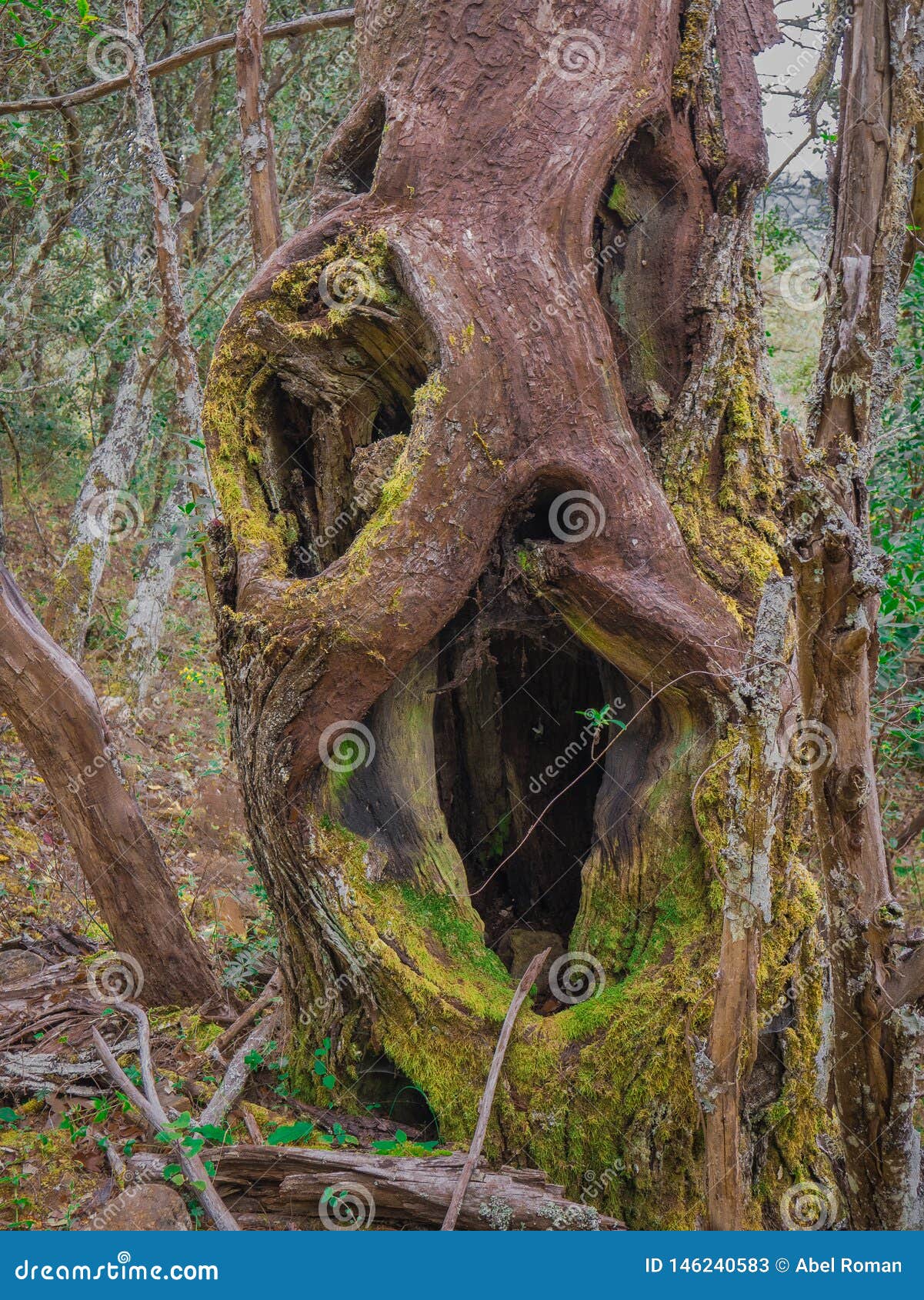 Trees with Unusual Shapes Due To Age Stock Image - Image of scum ...