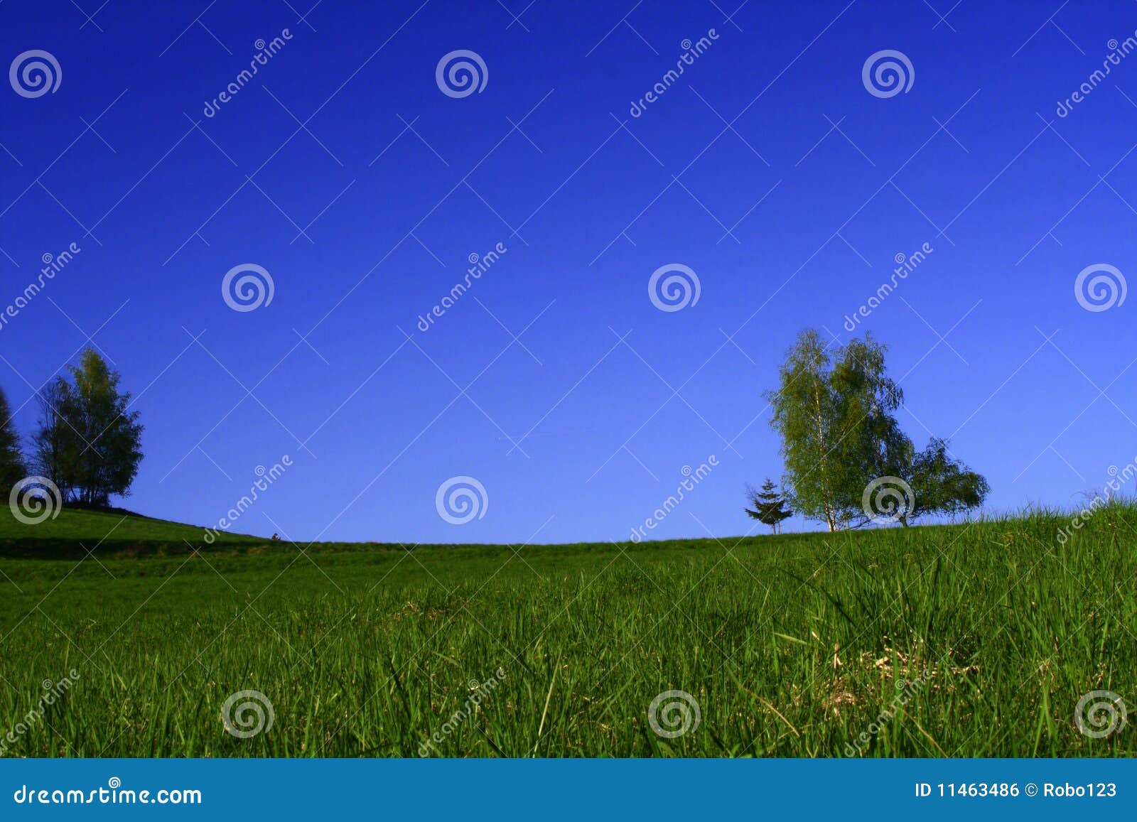 Trees on the horizon stock photo. Image of peaceful, landscape - 11463486
