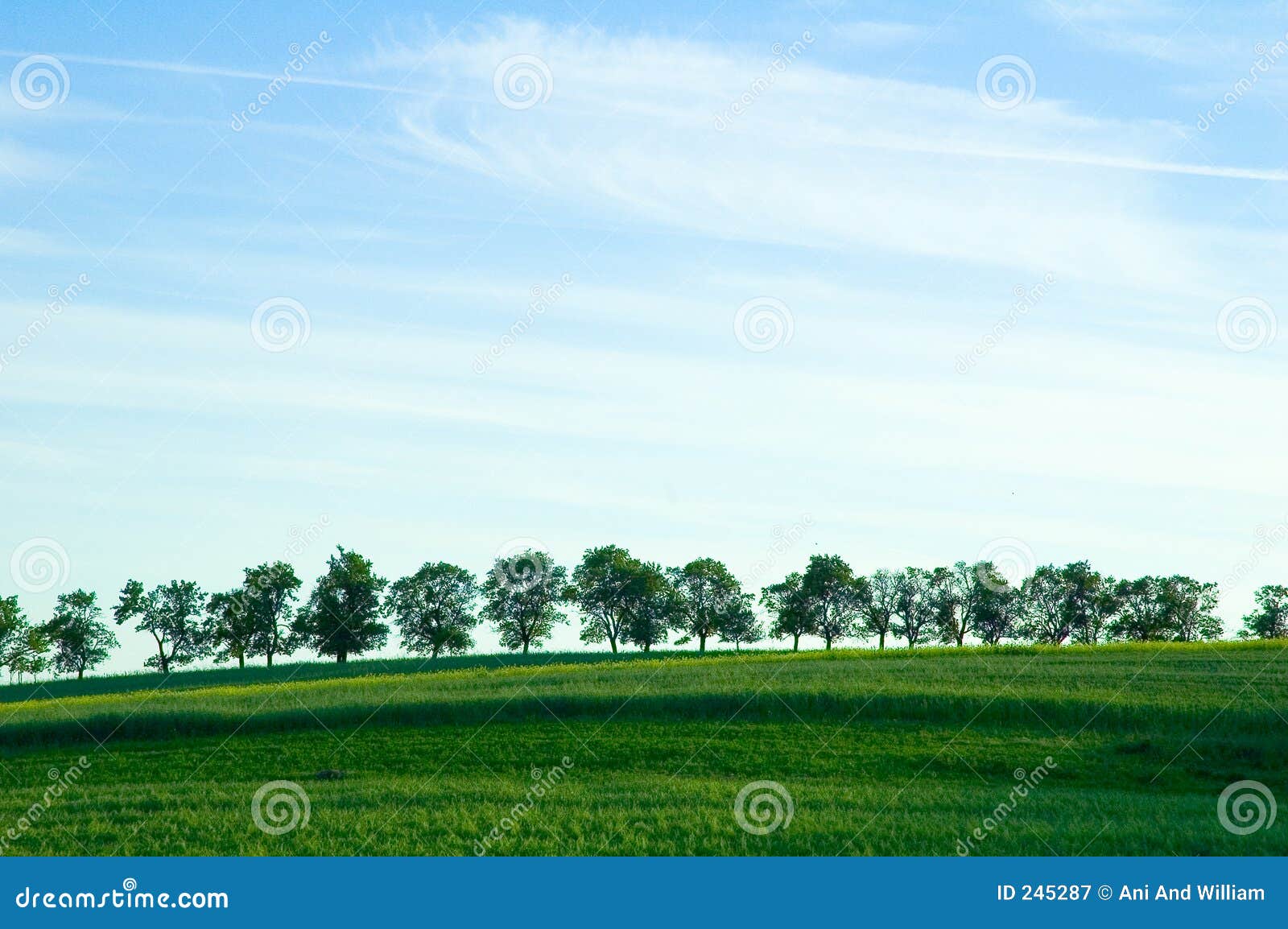 Trees on horizon stock image. Image of gaze, head, town - 245287