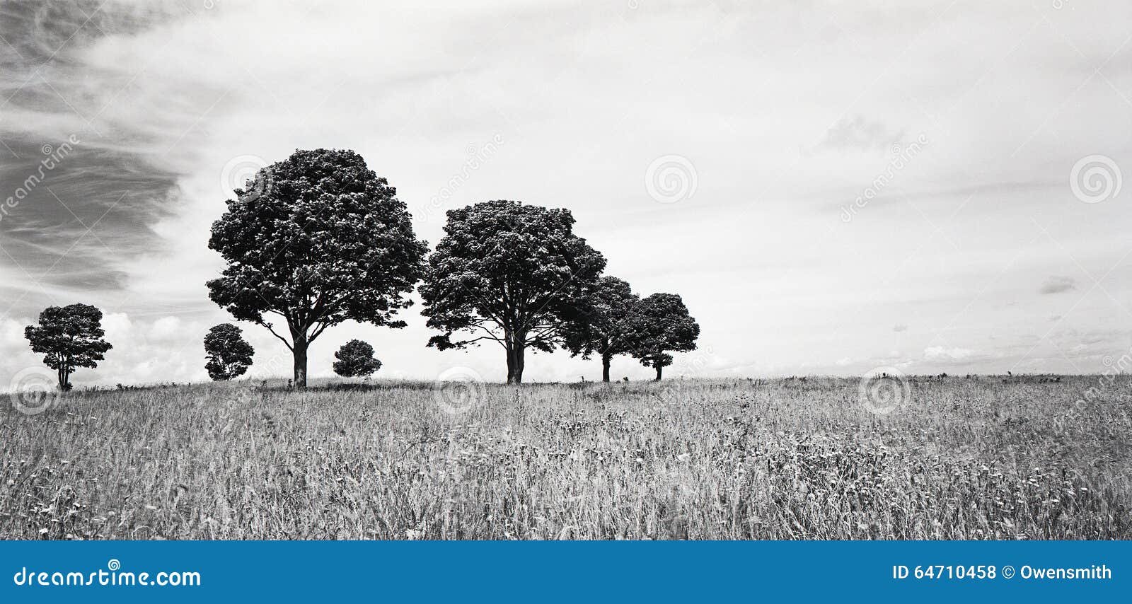 Trees on Horizon stock photo. Image of england, field - 64710458