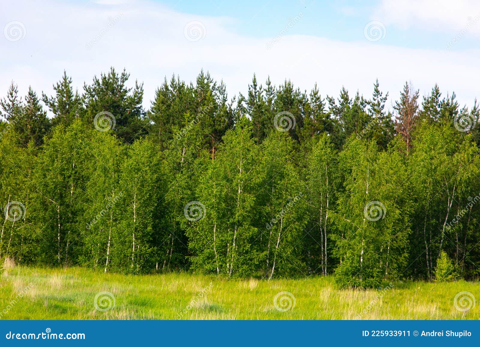Trees on the Horizon in Summer. Stock Image - Image of horizon, grass ...