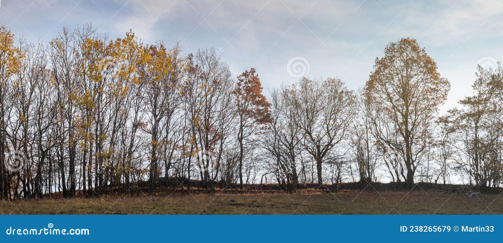 Trees on horizon stock image. Image of growth, scenery - 238265679
