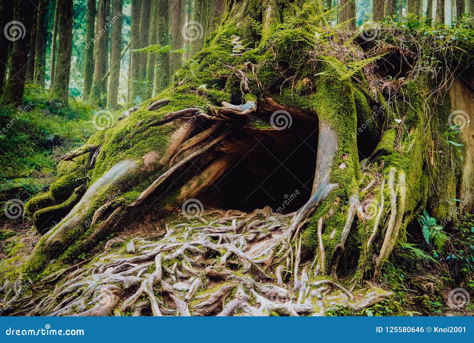 Trees Hundreds of Years Old Stock Photo - Image of life, coming: 125580646