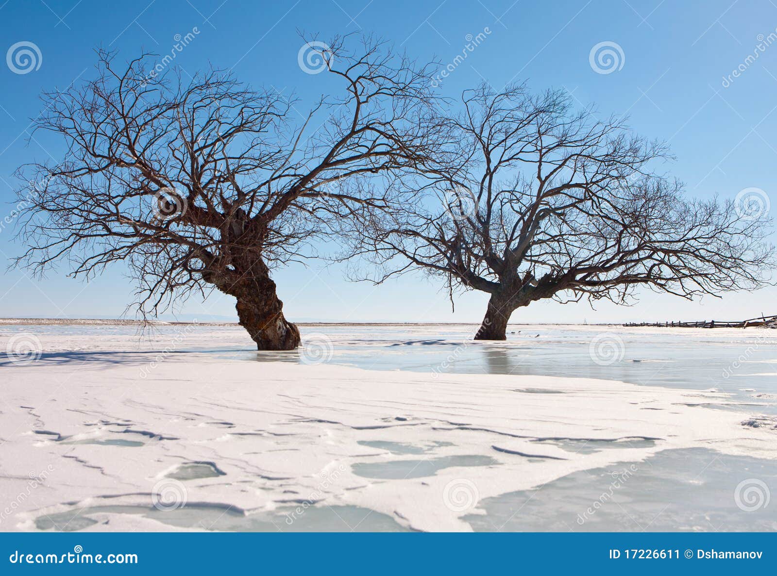 Trees in an ice stock image. Image of silence, friendship - 17226611