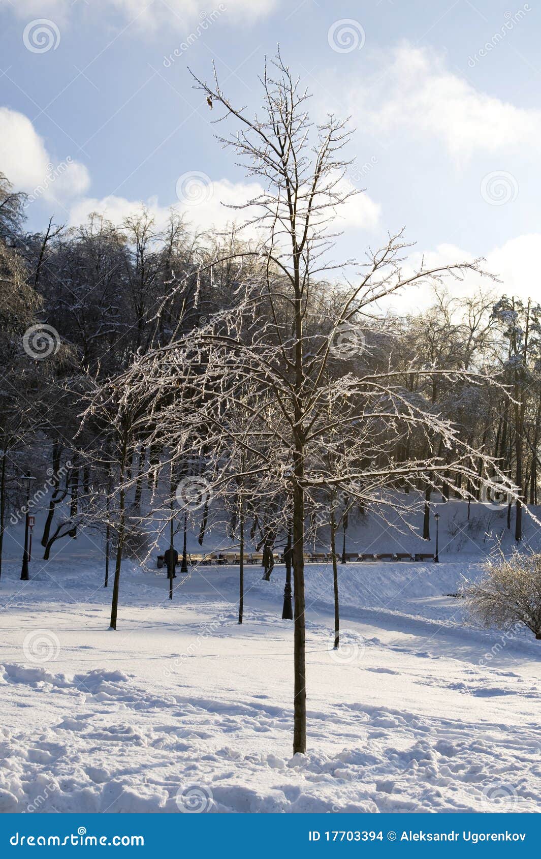 Trees in ice stock photo. Image of freeze, landscape - 17703394