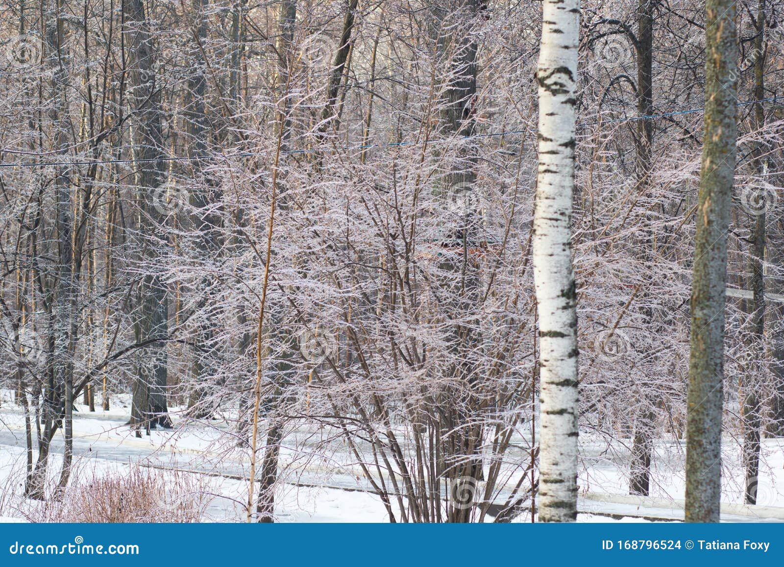 Trees in Ice in the Winter Time in Forest Stock Photo - Image of forest ...