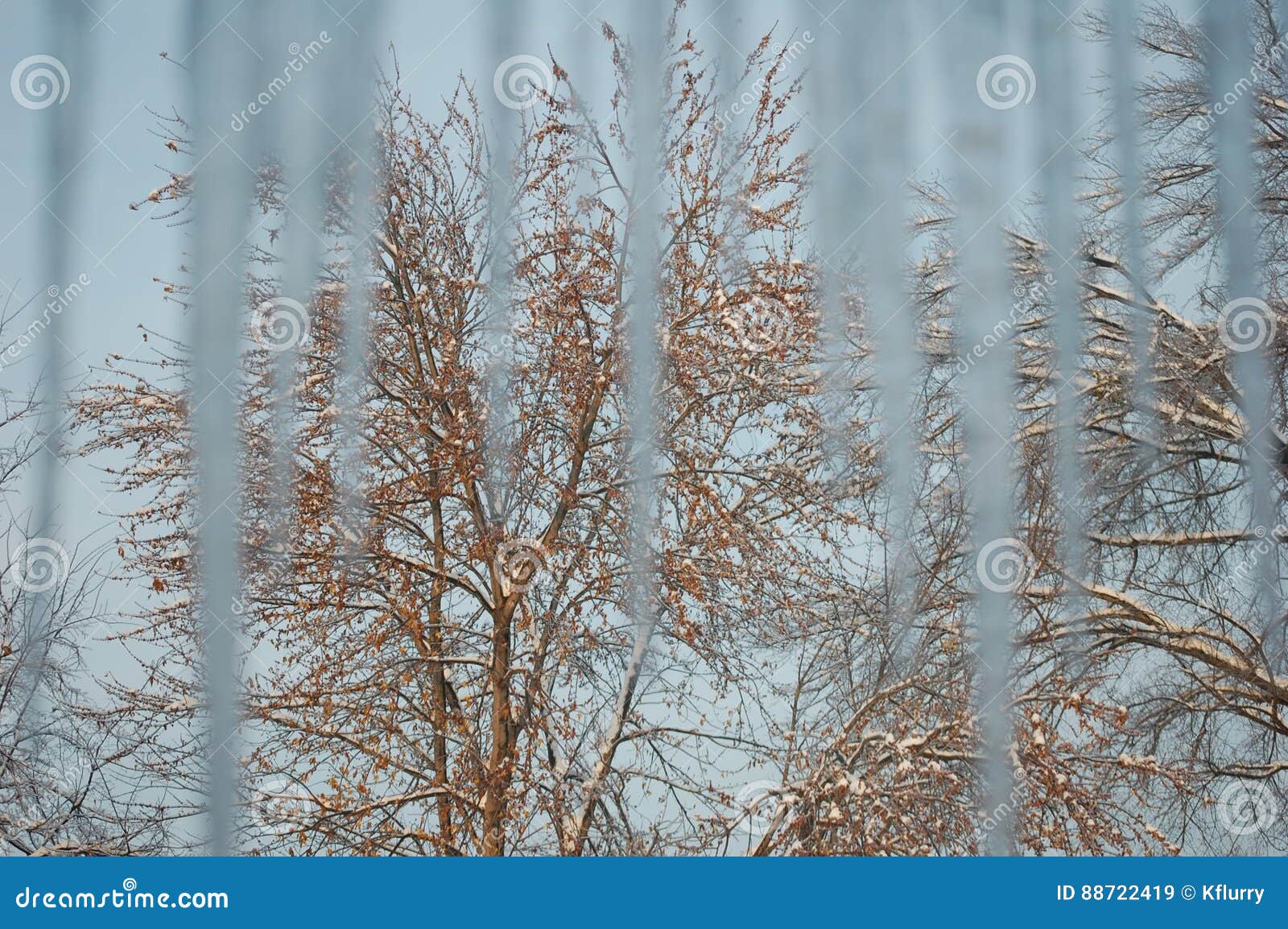 Trees through the icicles stock image. Image of icicles - 88722419