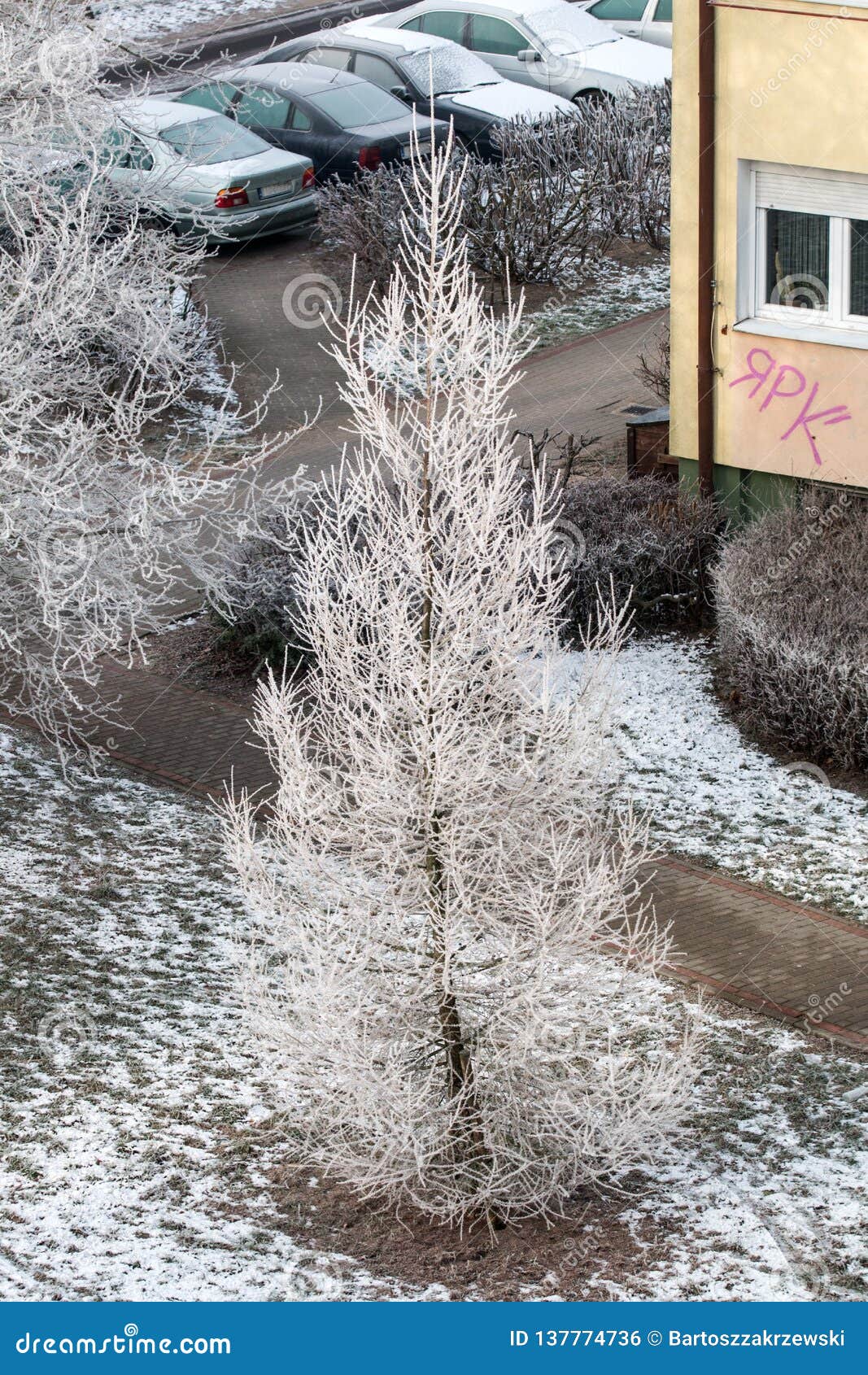 Trees icy in winter stock photo. Image of cold, tree - 137774736