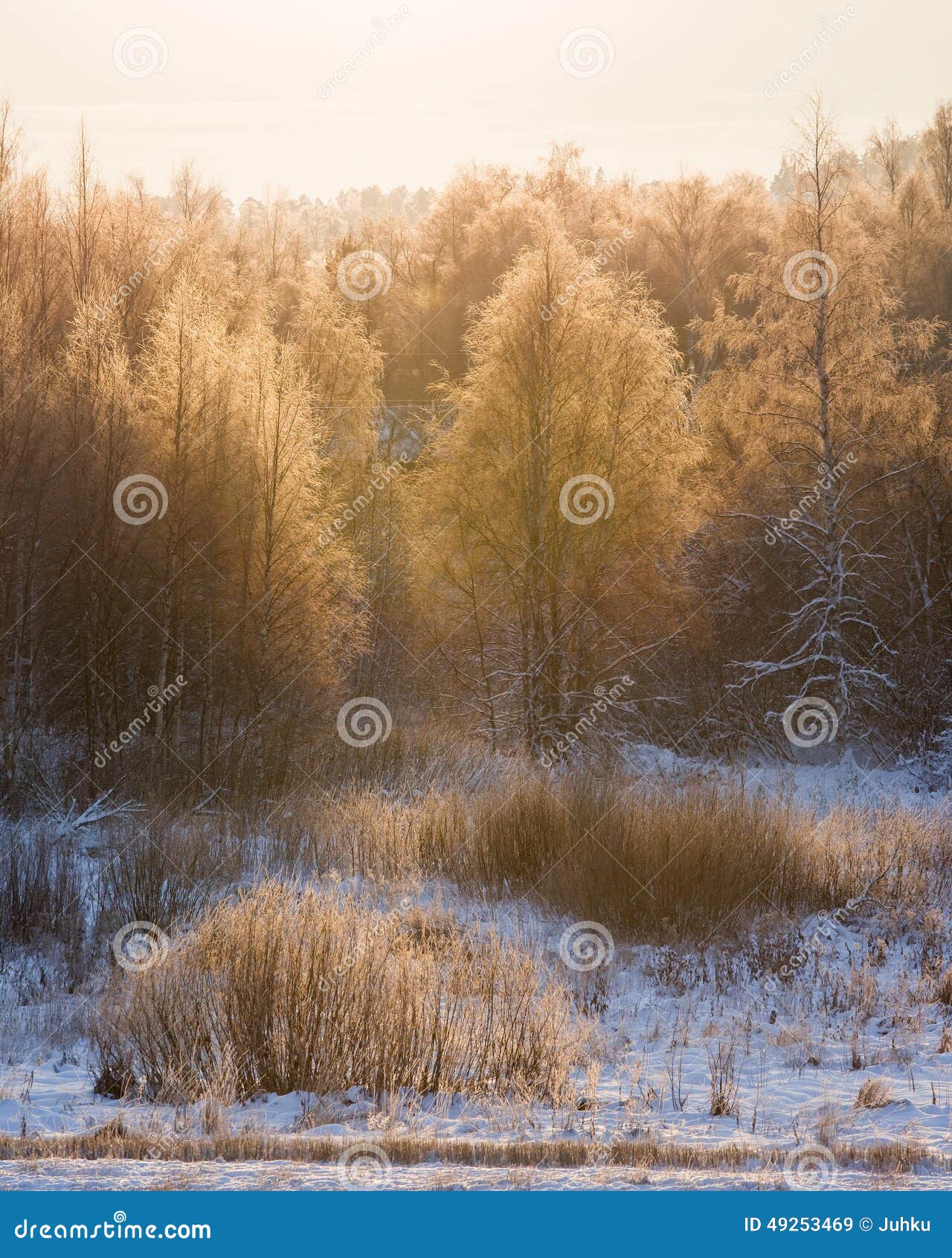 Trees Illuminated by Morning Sun at Winter Stock Image - Image of ...