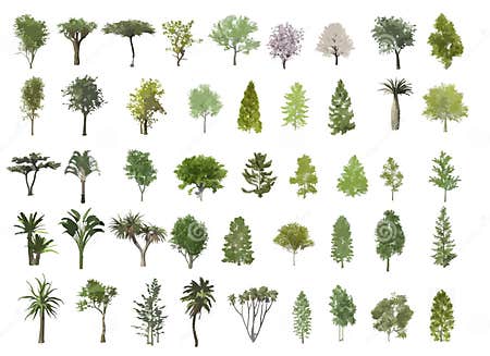 Trees illustration stock vector. Illustration of beautiful - 13513480