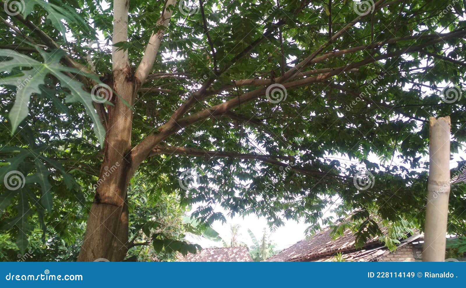 Trees in Indonesia stock image. Image of asian, trees - 228114149