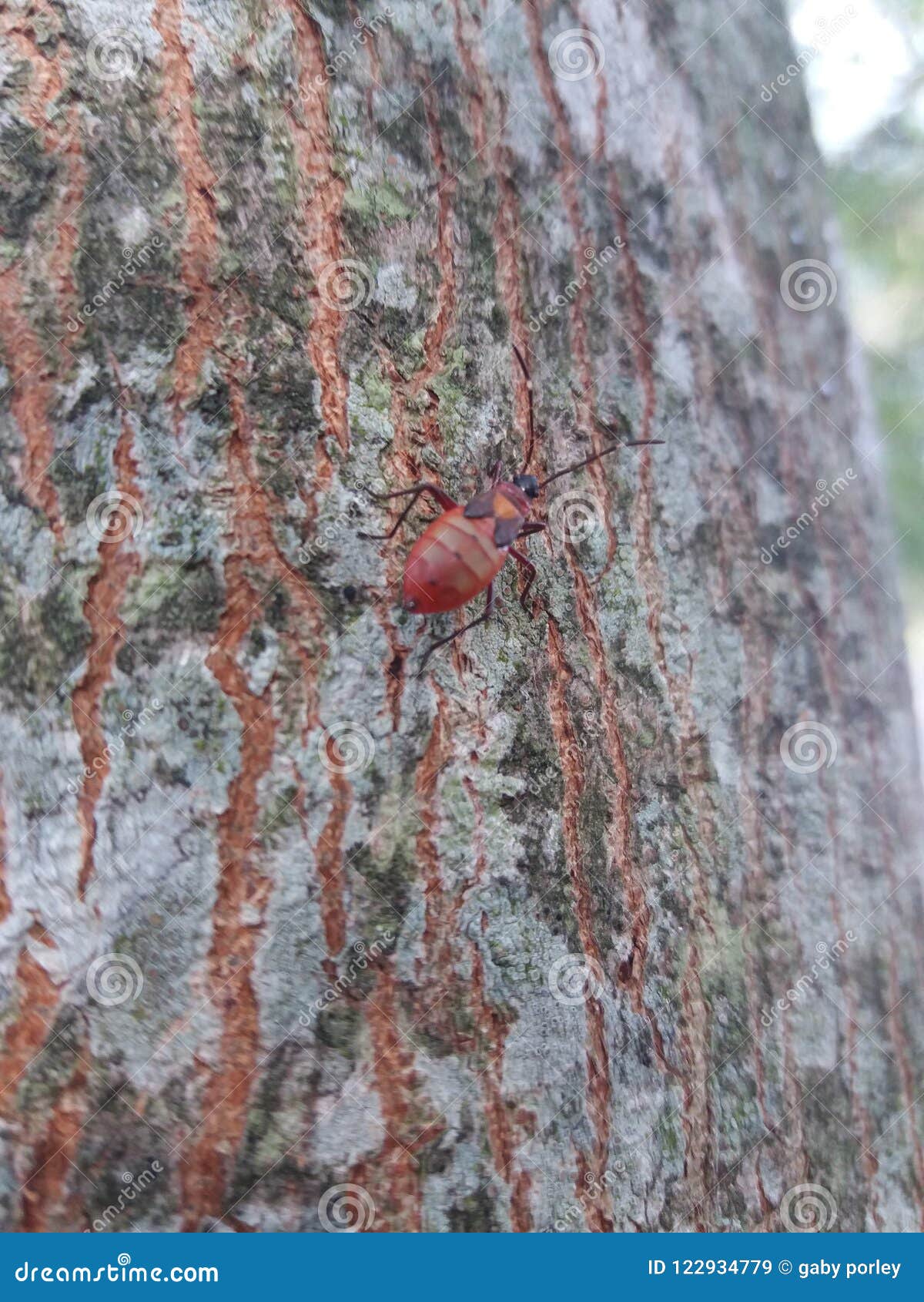 Insect stock image. Image of life, trees, wild, insect - 122934779
