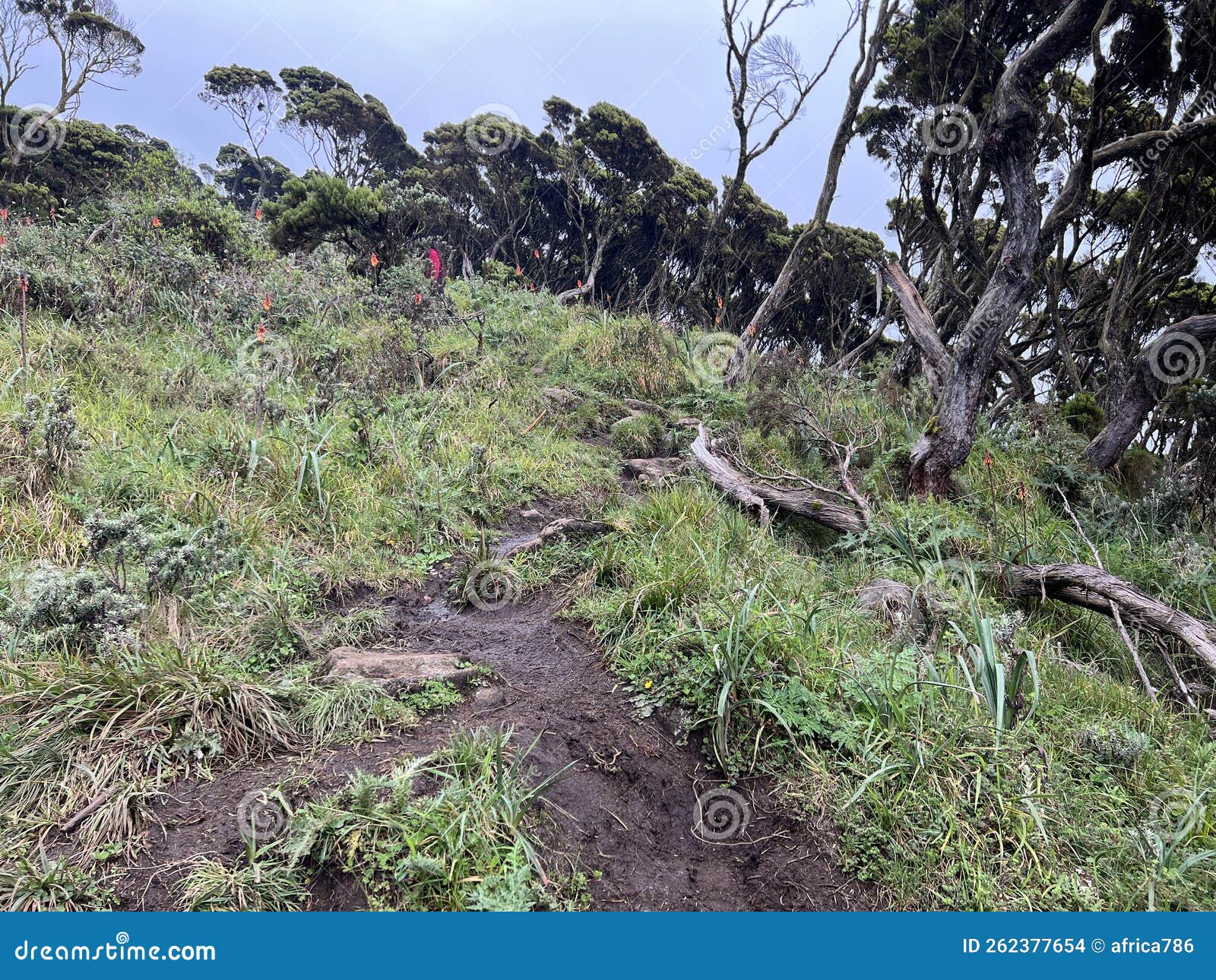 Trees Inside the Elephant Hills in the Aberdare Range Forest in Nairobi ...