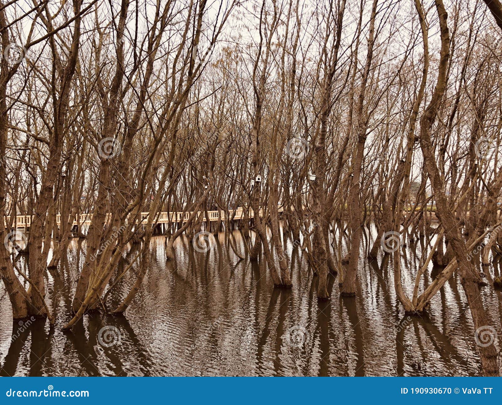 Trees inside the swamp stock photo. Image of trees, inside - 190930670