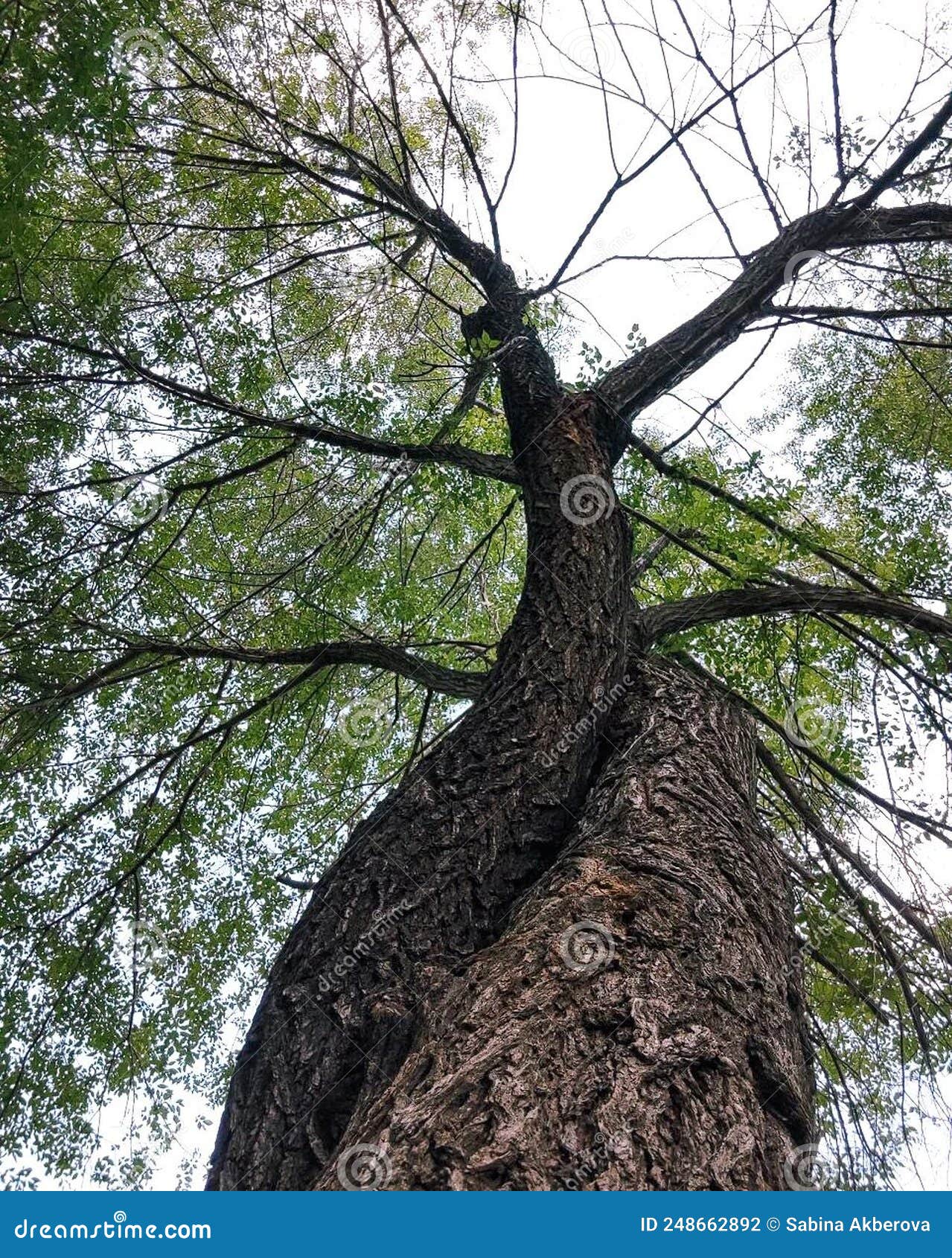 Trees Intertwined, Forest, Tree, Bark, a Mighty Tree Stock Photo ...