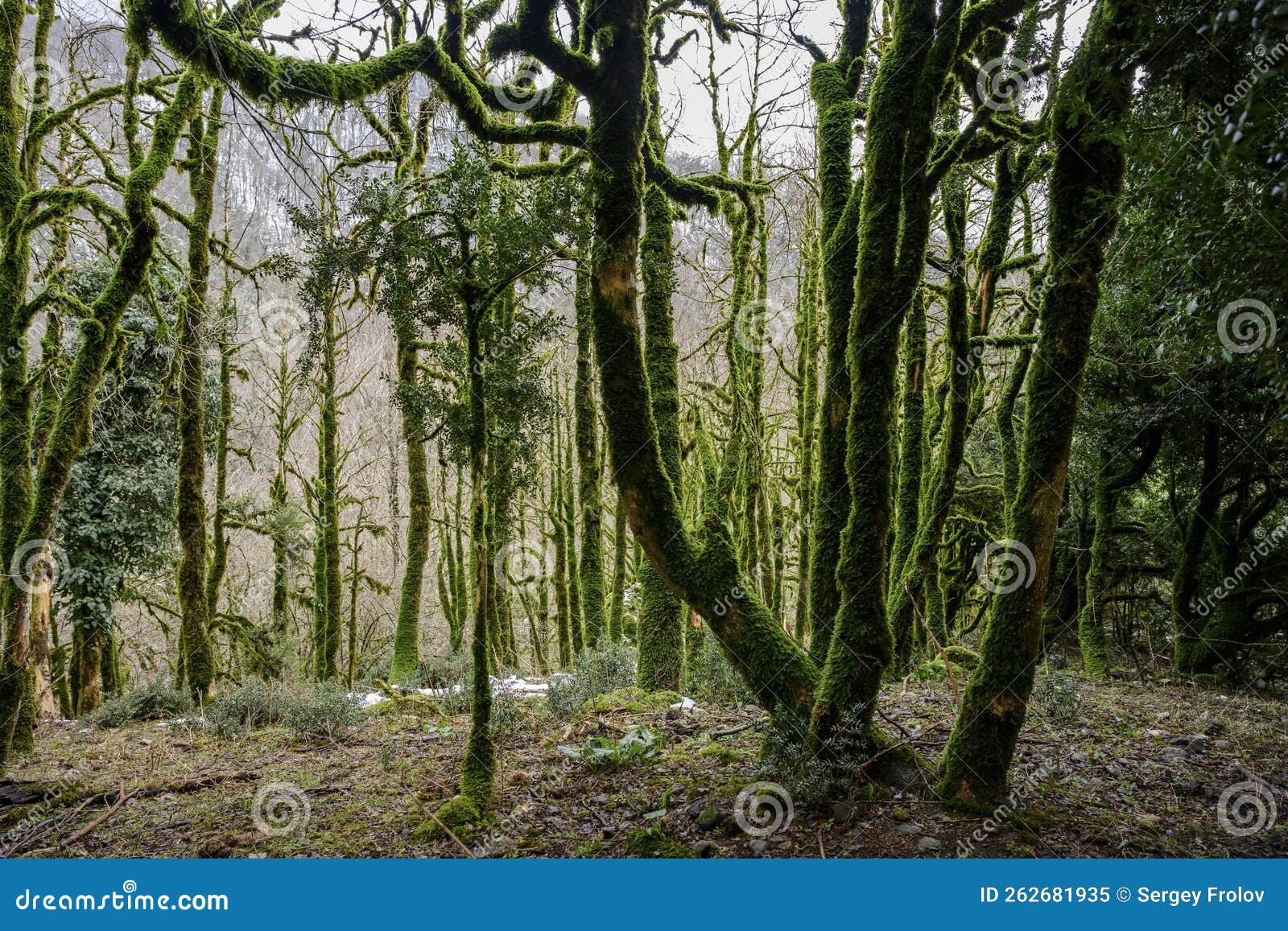 Trees with Intertwined Branches in a Mountain Forest Covered with Green ...
