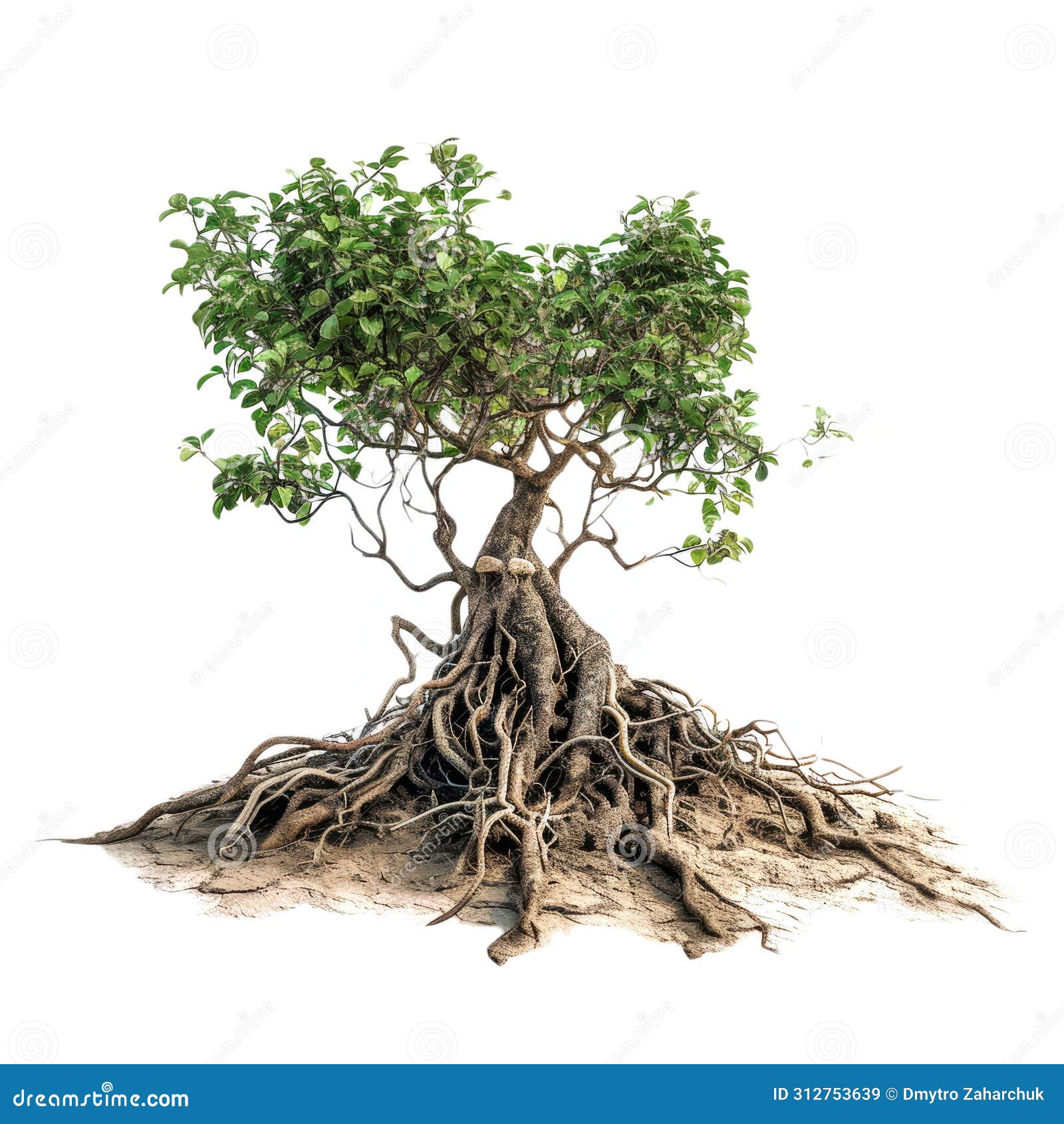 Trees with Intertwined Roots, Symbolizing Interconnectedness and the ...