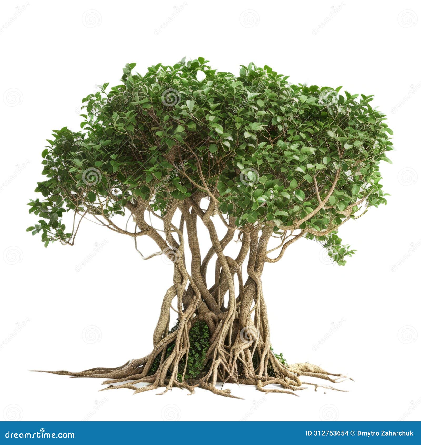 Trees with Intertwined Roots, Symbolizing Interconnectedness and the ...