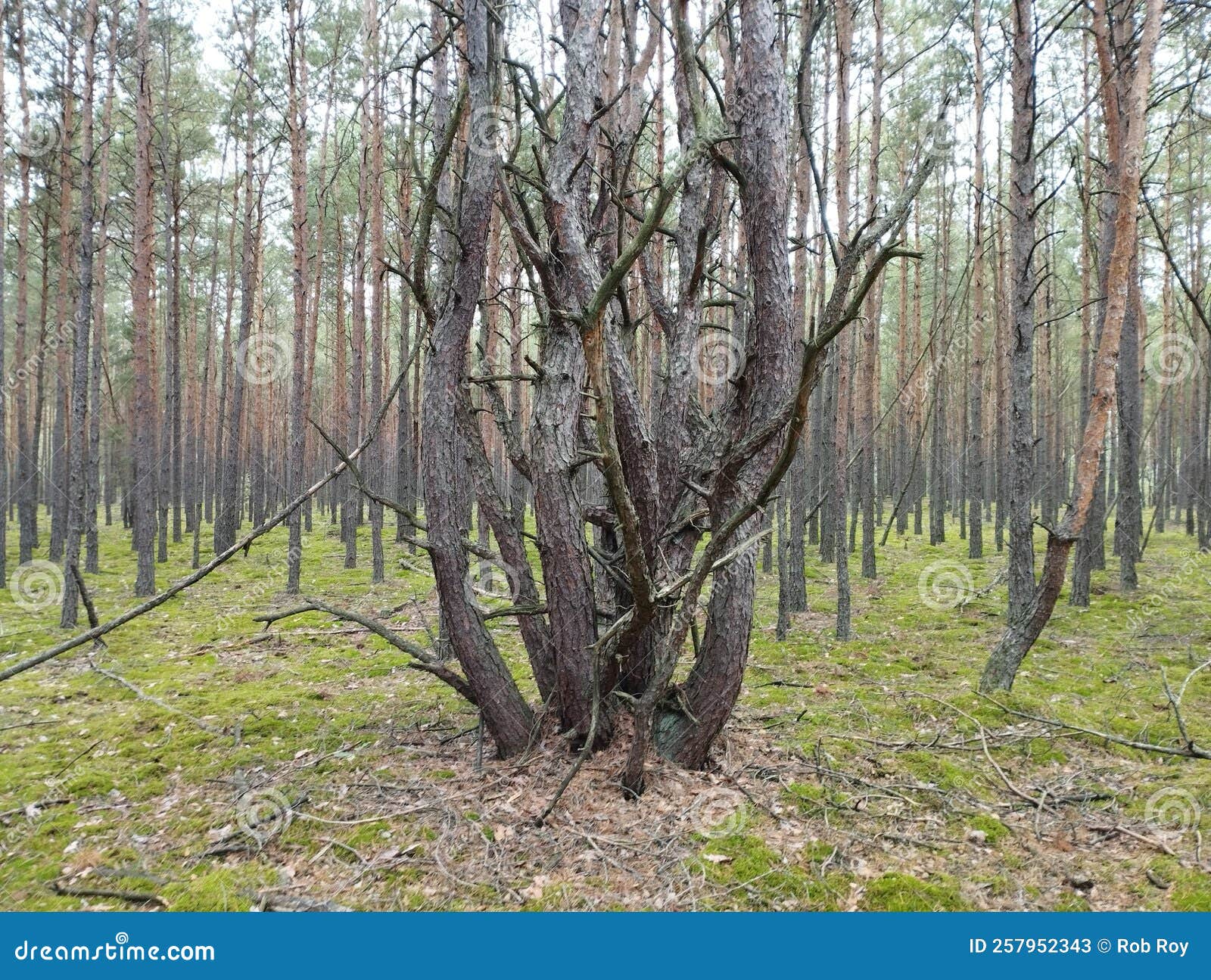 Trees intertwined stock image. Image of trunk, deciduous - 257952343