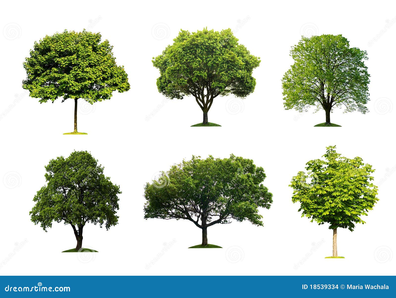 Trees isolated stock photo. Image of lush, springtime - 18539334