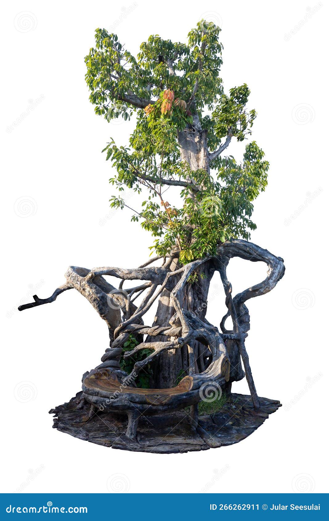 Trees Isolated Adapted for Seating To Relax on a White Background ...