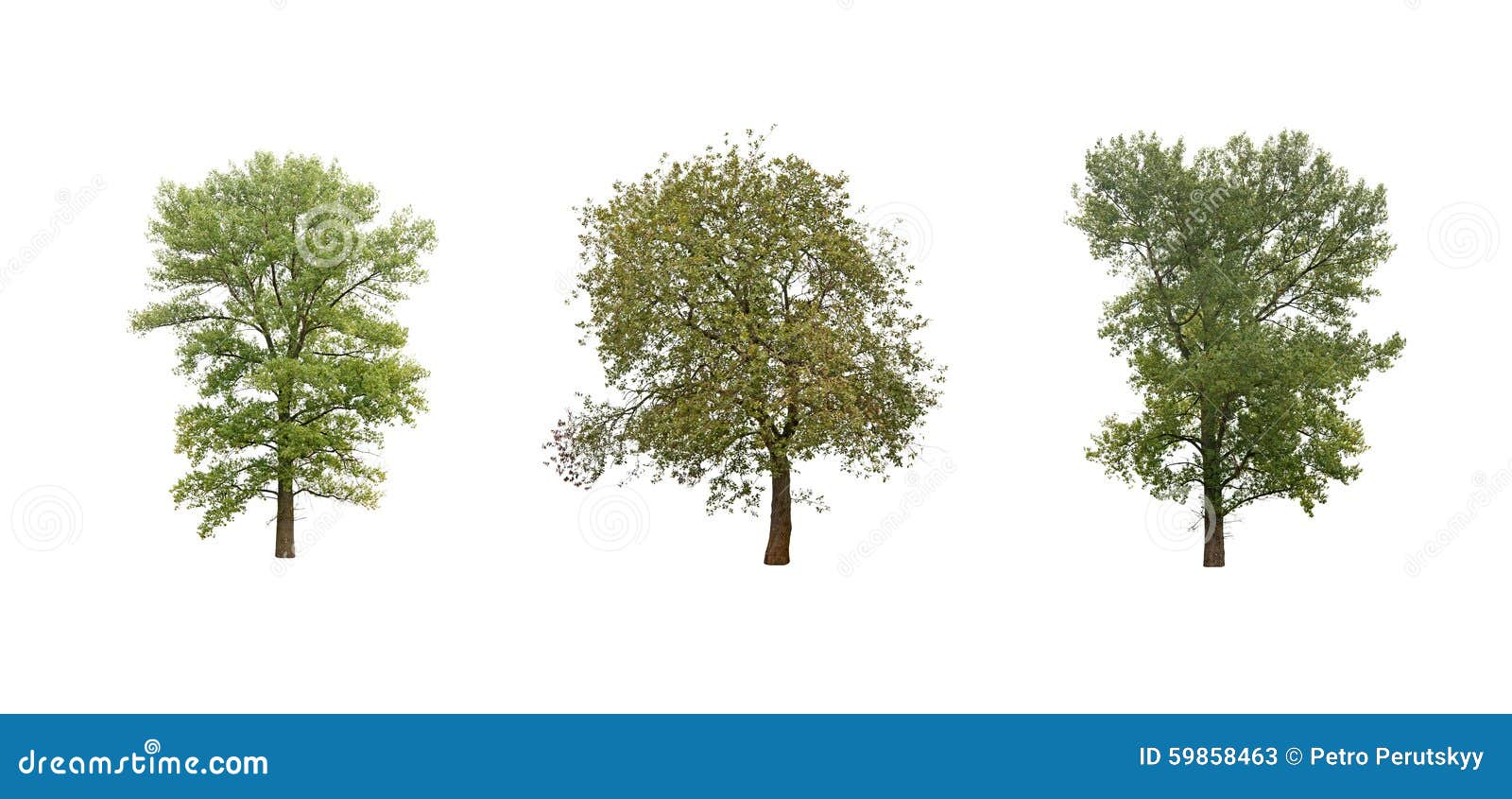 Trees isolated stock image. Image of isolated, detail - 59858463