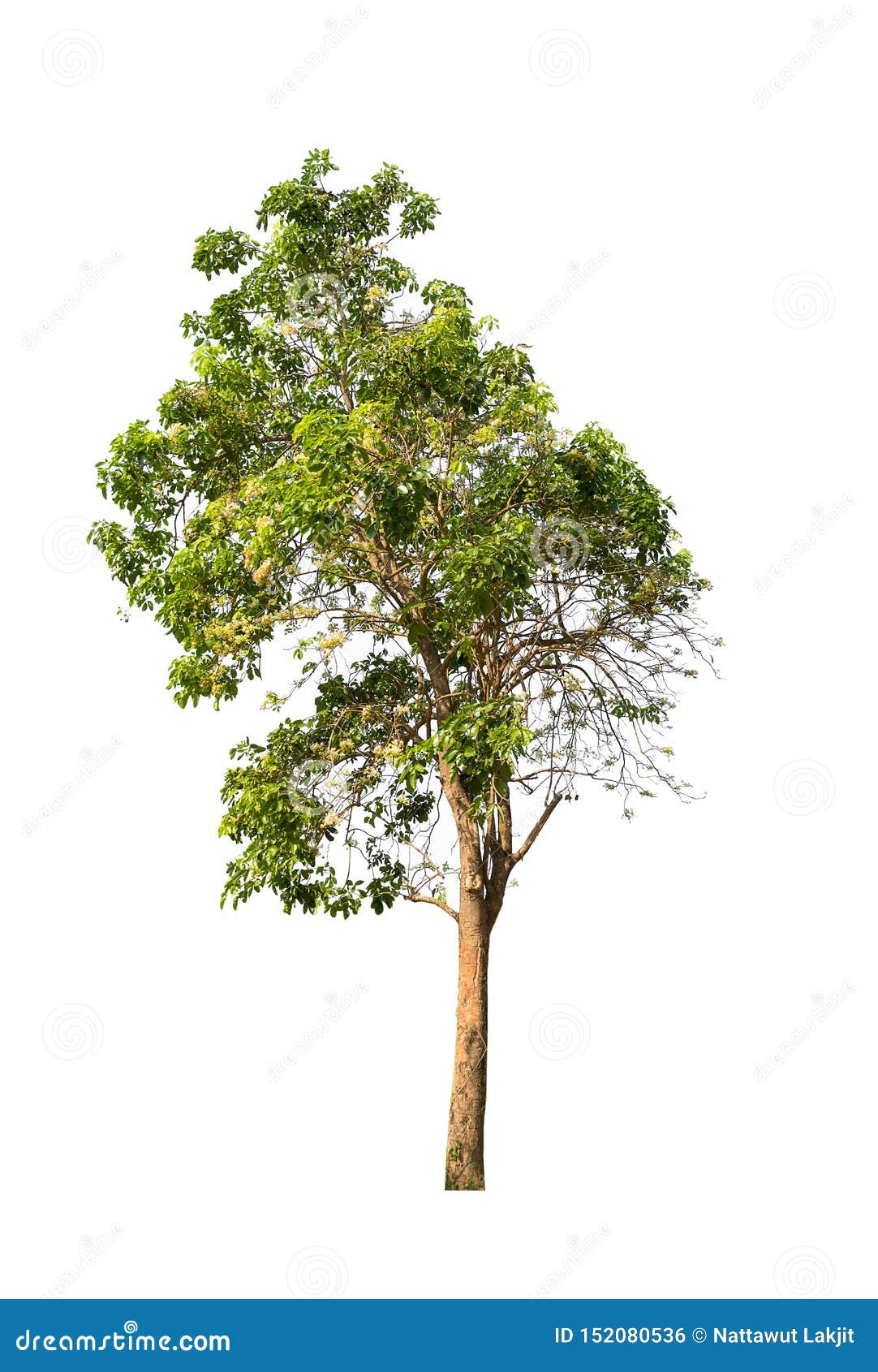Trees Isolated on White Background Stock Photo - Image of growth ...