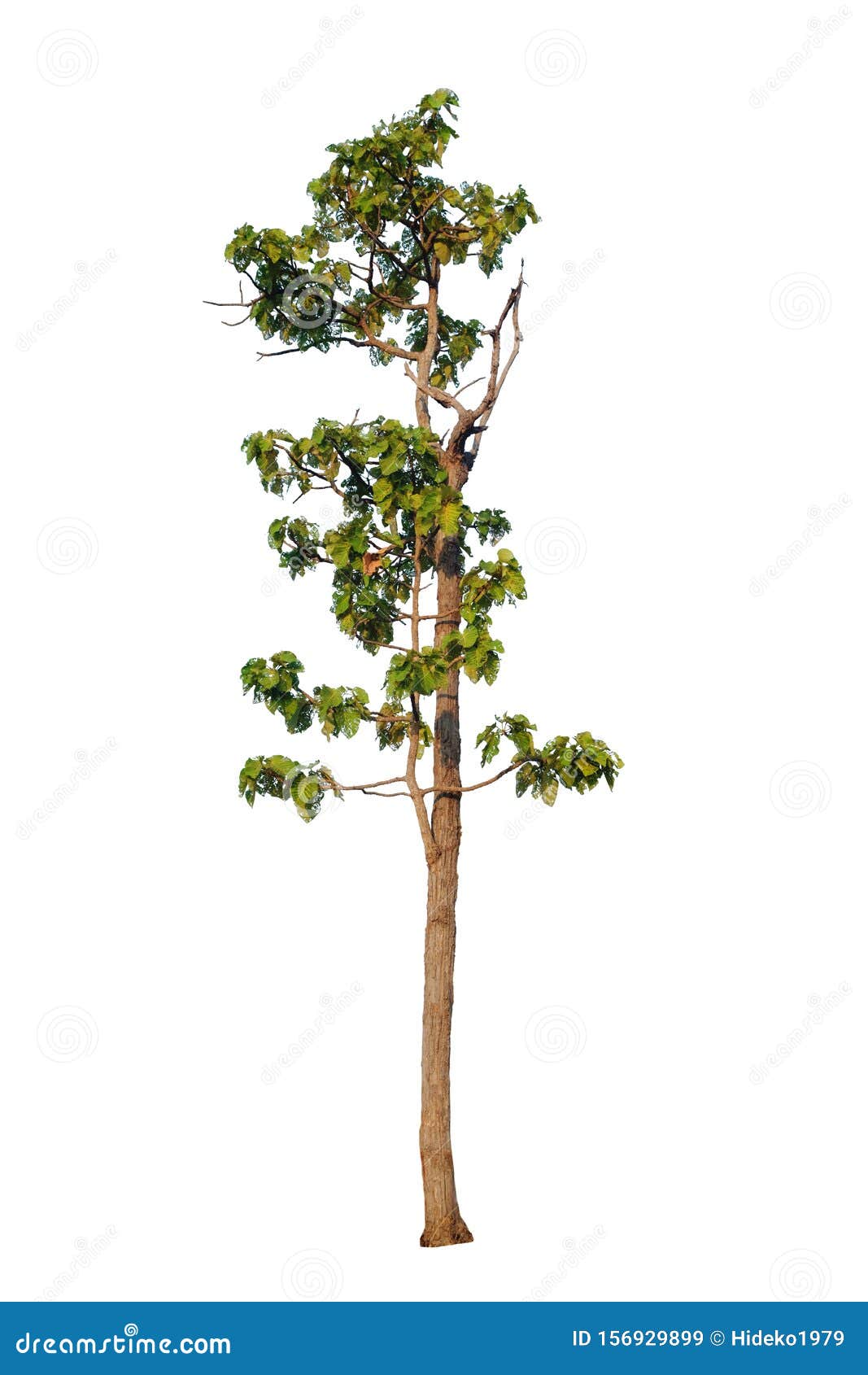 Trees Isolated on White Background Stock Image - Image of collection ...