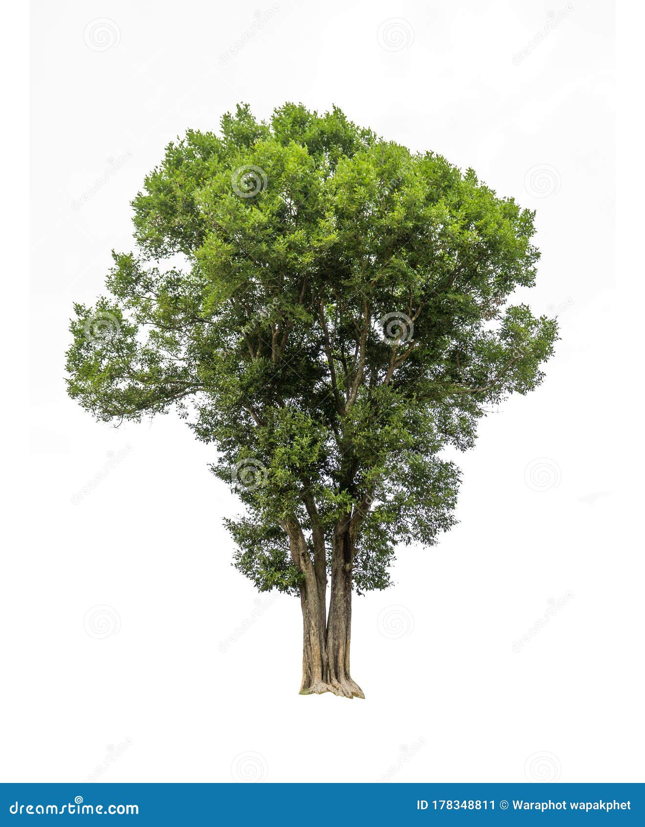 Trees on a Isolated White Background Stock Image - Image of outdoors ...