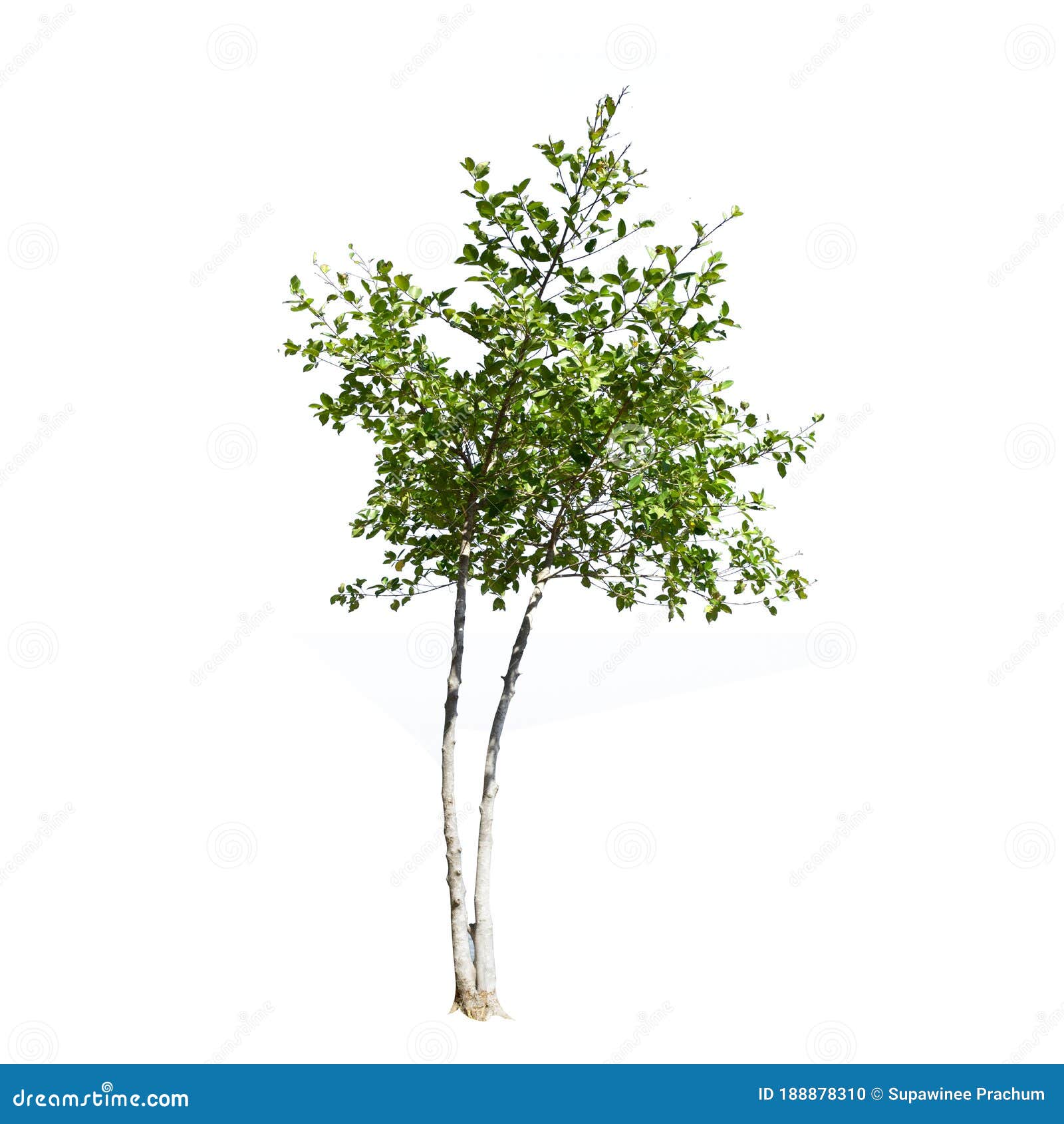 Trees Isolated on the White Background Stock Photo - Image of deciduous ...