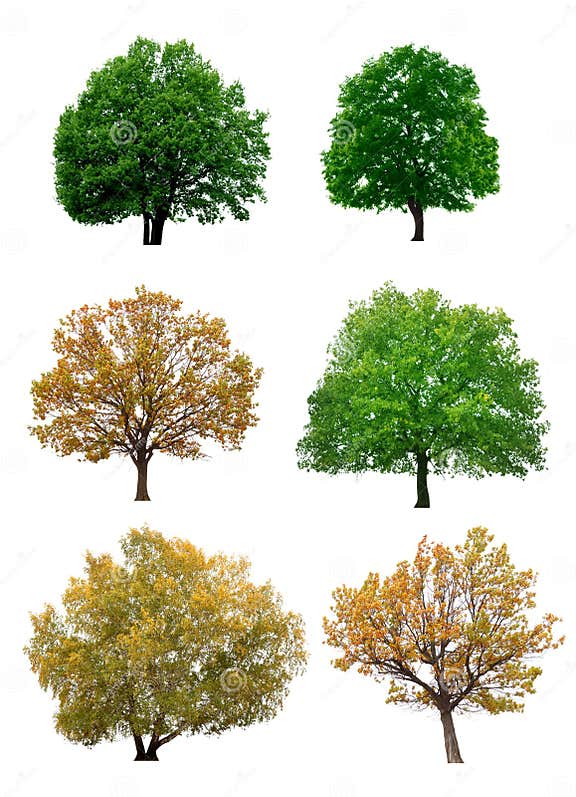 Trees Isolated on White Background Stock Image - Image of season, leafy ...