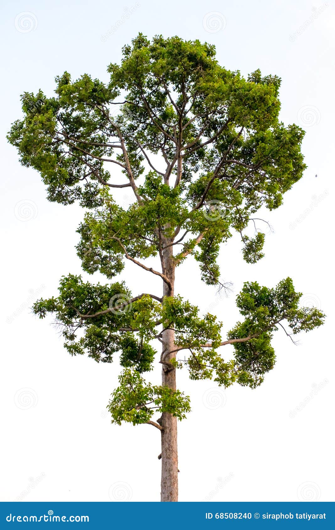 Trees isolated stock photo. Image of leafy, isolation - 68508240