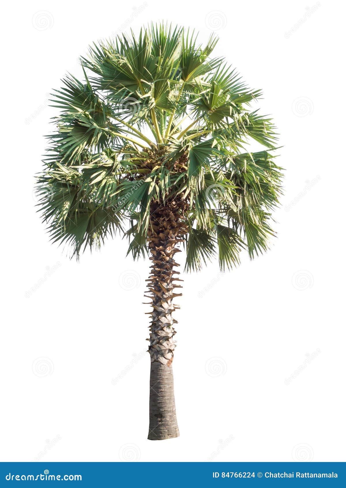 The Trees Isolated on White Background Stock Photo - Image of leaf ...