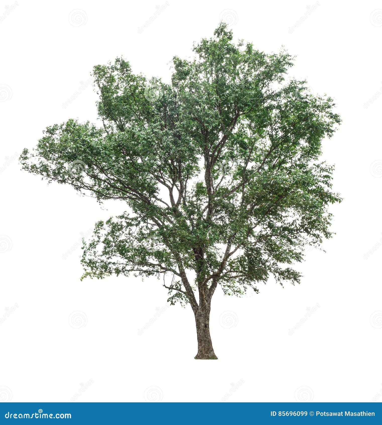 Trees Isolated on White Background Stock Image - Image of deciduous ...