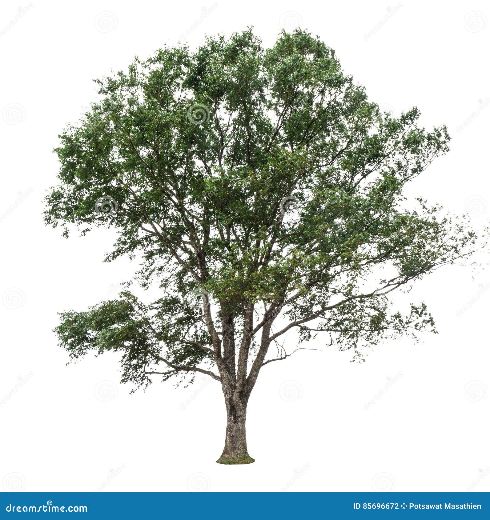 Trees Isolated On White Background Royalty-Free Stock Image ...
