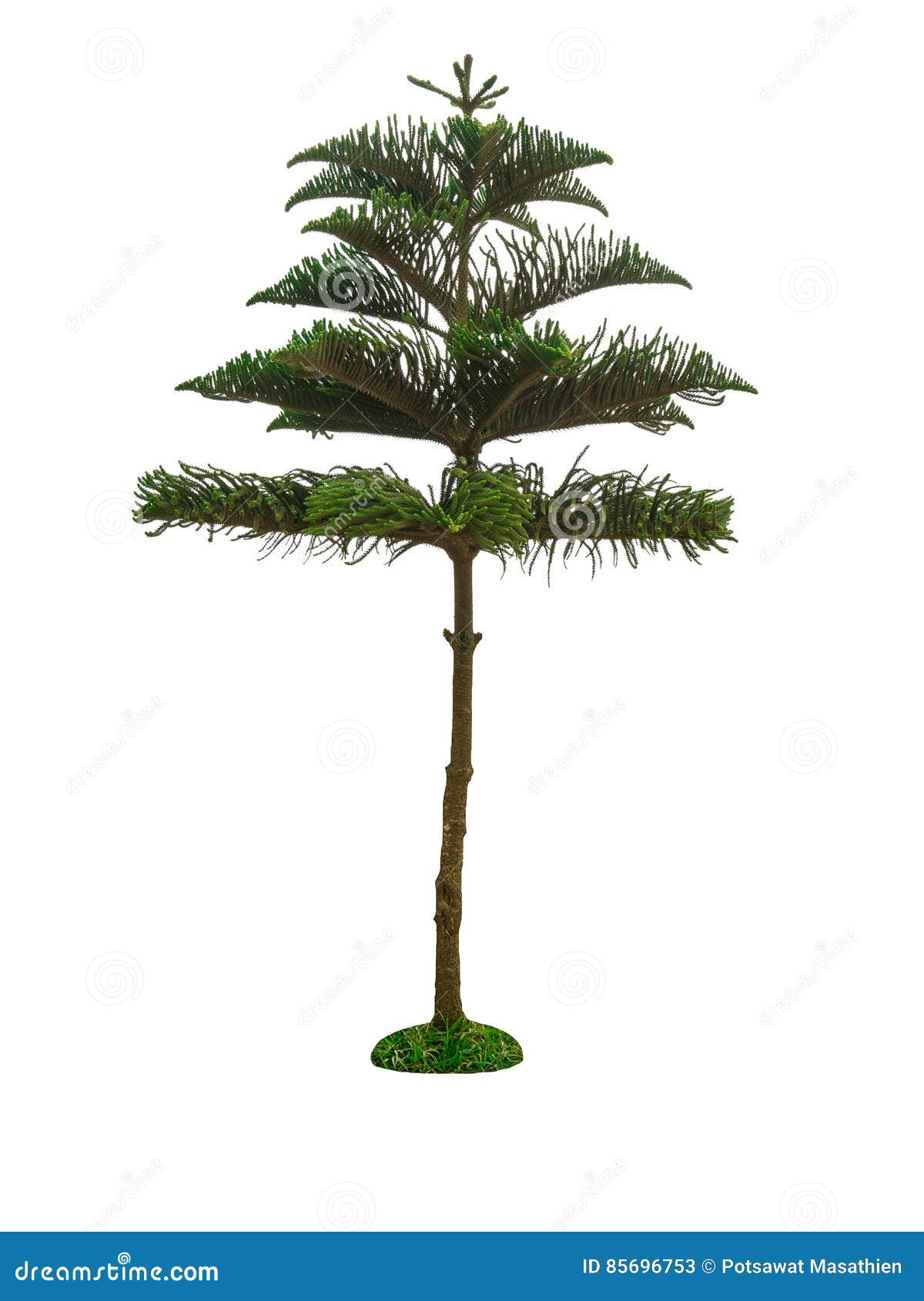 Trees Isolated on White Background Stock Image - Image of cutout ...