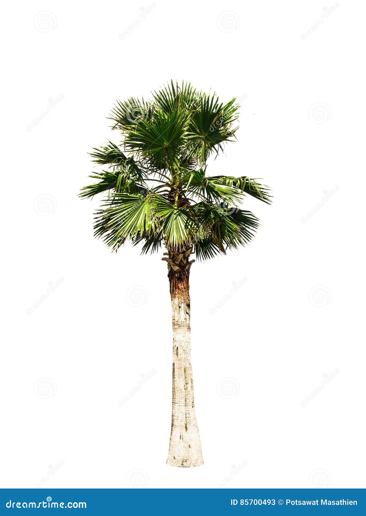Trees Isolated on White Background Stock Image - Image of broad ...