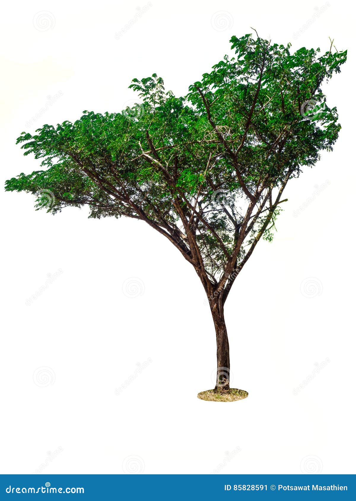 Trees Isolated on White Background Stock Image - Image of forest ...