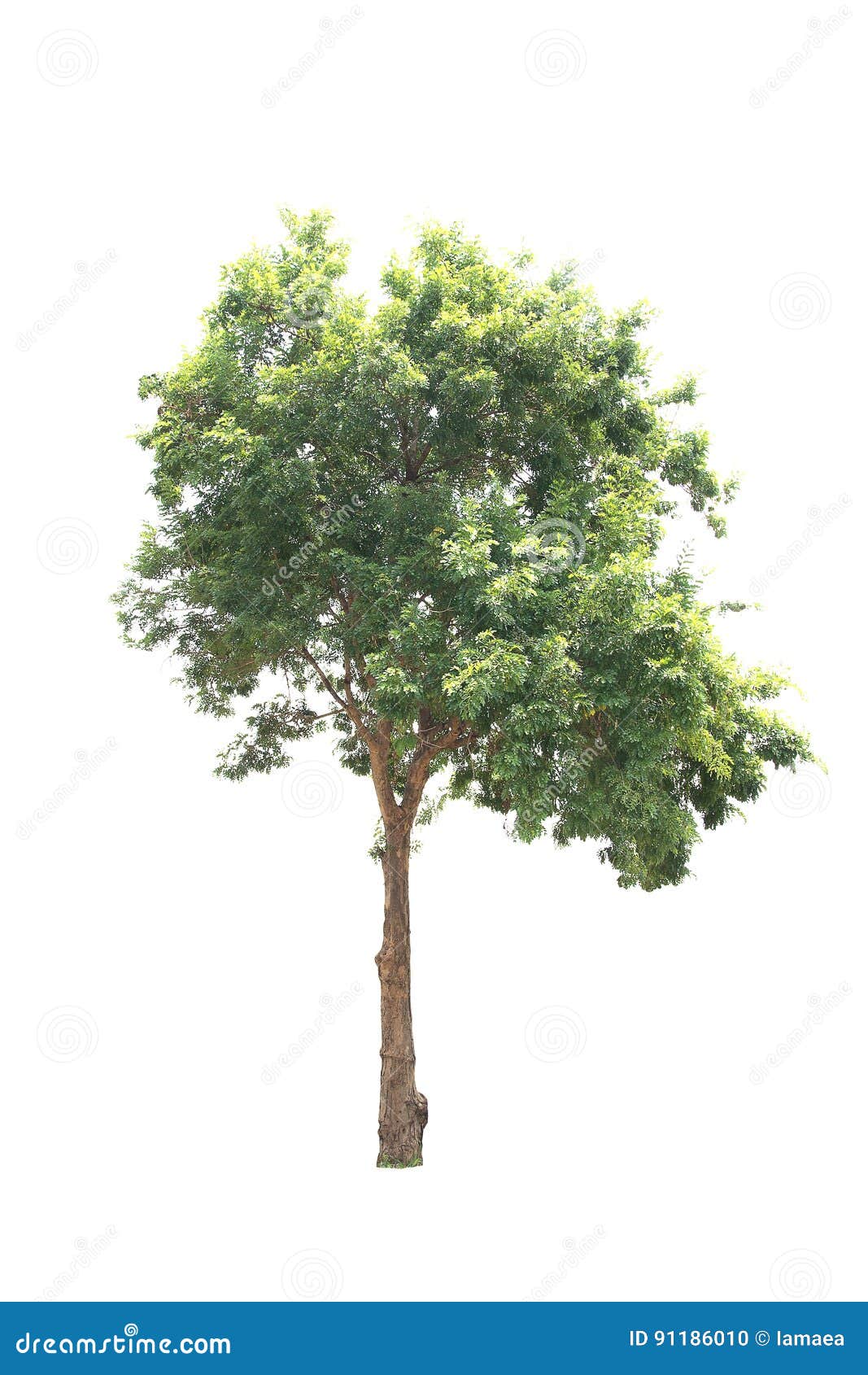 Trees Isolated with White Background Stock Photo - Image of forest ...