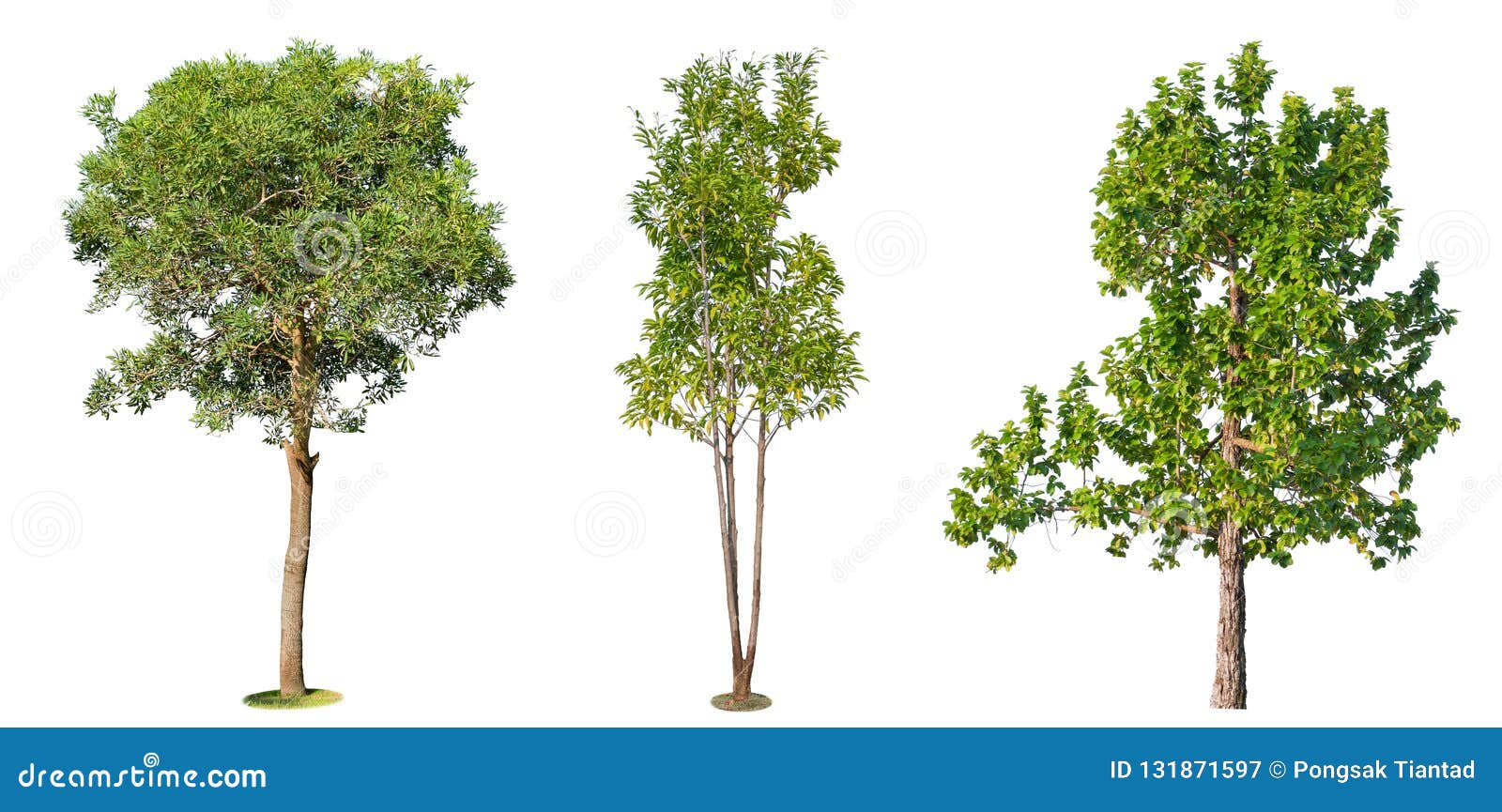 Trees Isolated on White Background. Beautiful and Robust Trees a Stock ...