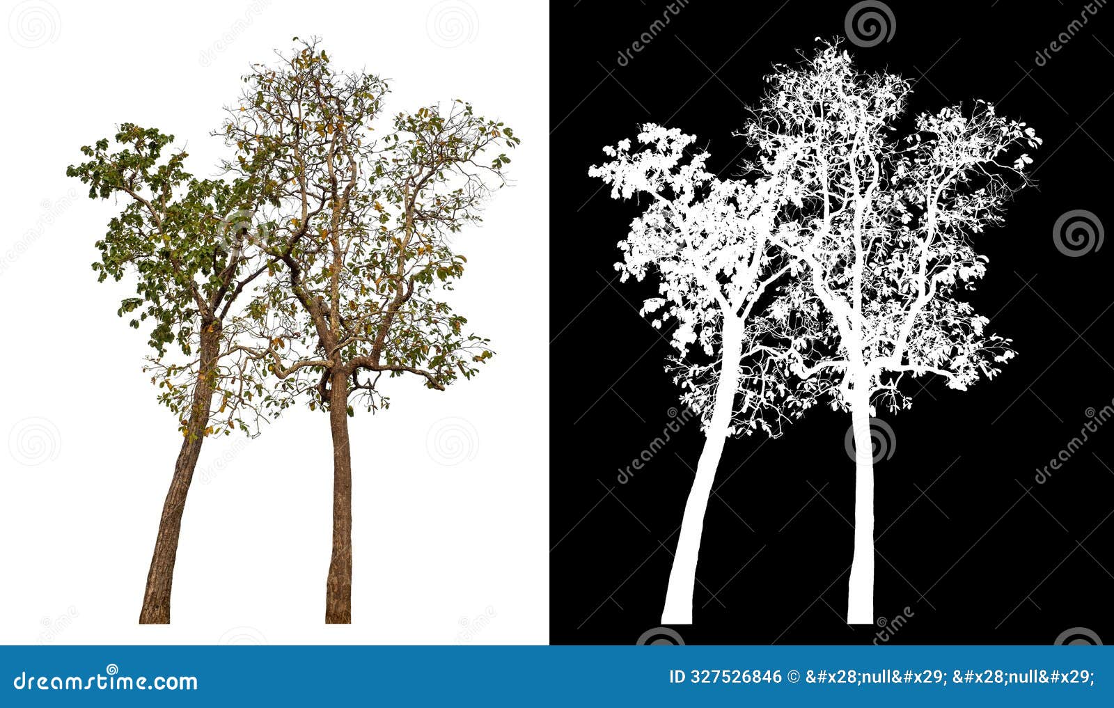 Trees Isolated on White Background with Clipping Path and Alpha Channel ...