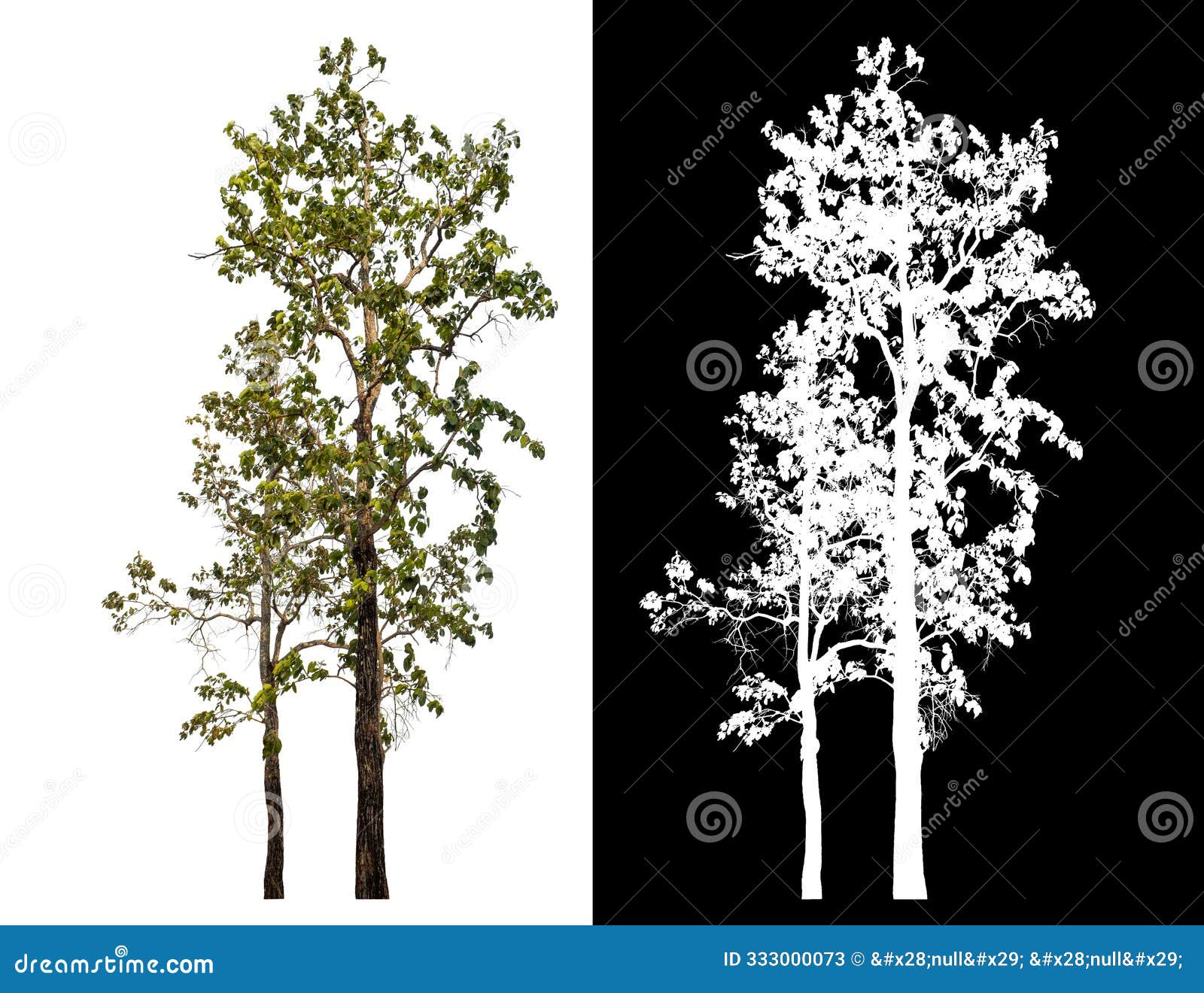 Trees Isolated on White Background with Clipping Path and Alpha Channel ...