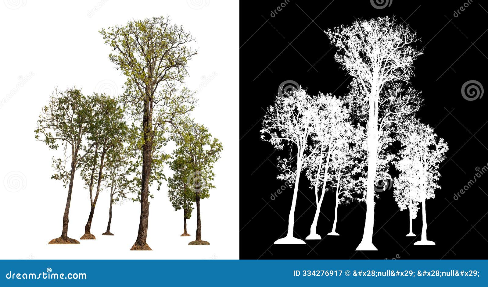 Trees Isolated on White Background with Clipping Path and Alpha Channel ...