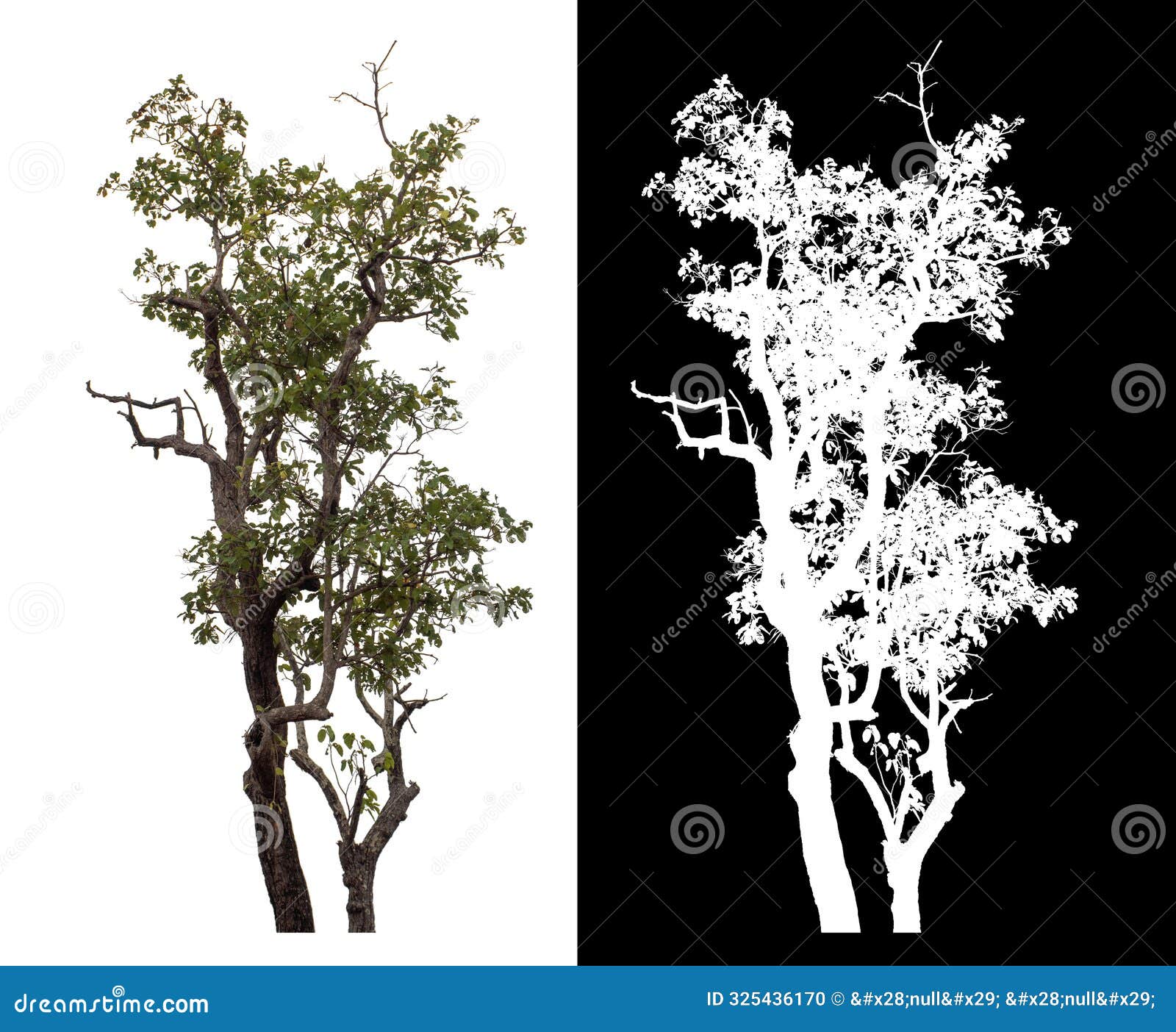 Trees Isolated on White Background with Clipping Path and Alpha Channel ...