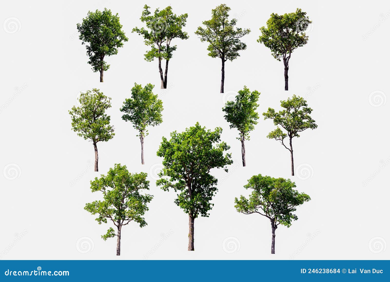 Trees Isolated on White Background, the Collection of Trees Isolated ...