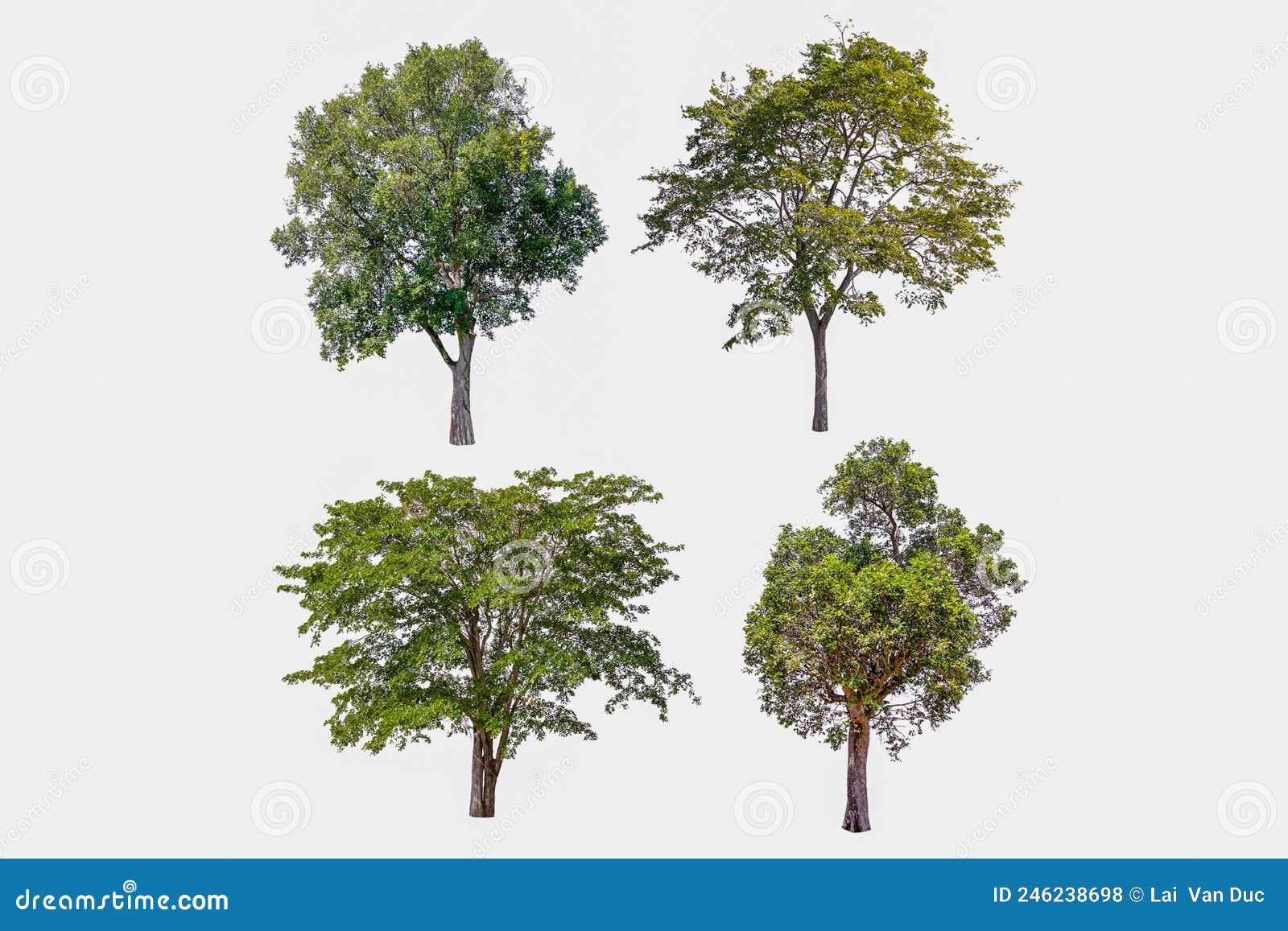 Trees Isolated on White Background, the Collection of Trees Isolated ...