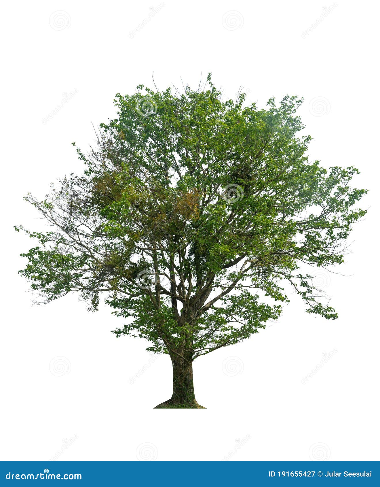 Trees Isolated on White Background with Copy Space. Stock Image - Image ...