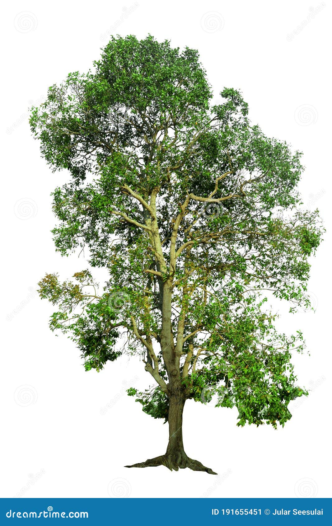 Trees Isolated on White Background with Copy Space. Stock Image - Image ...