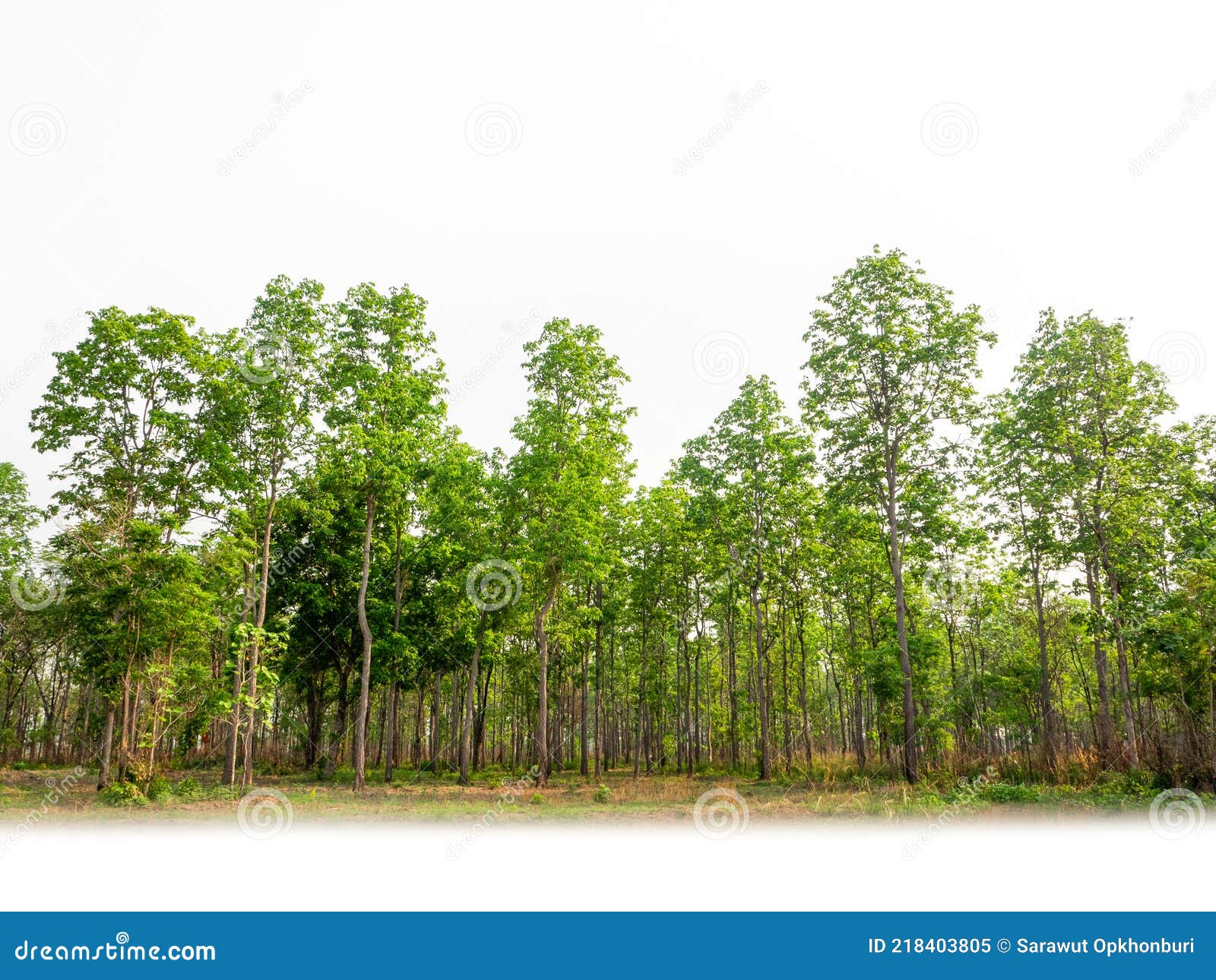 Trees Isolated on White Background. Forest and Foliage in Summer Stock ...